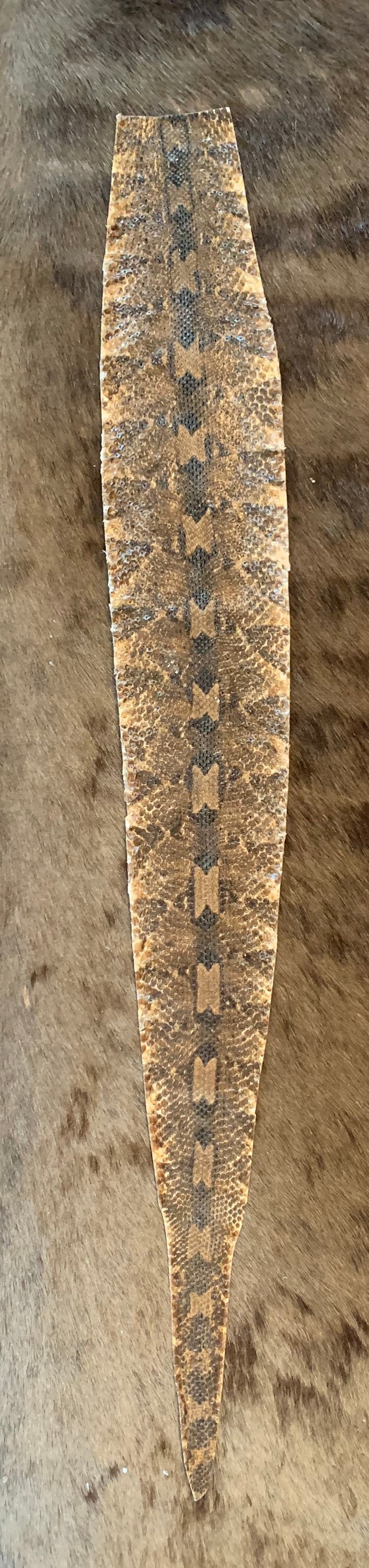 Rhino Viper Articulated Shed, Venomous, Taxidermy - Etsy