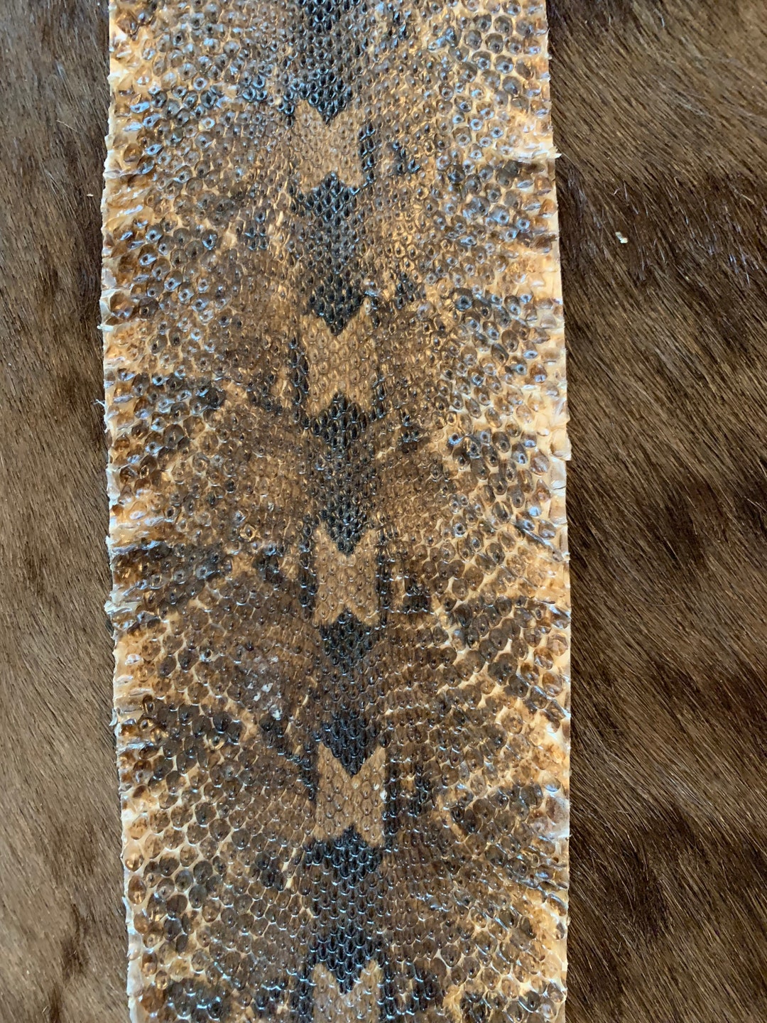 Rhino Viper Articulated Shed, Venomous, Taxidermy - Etsy