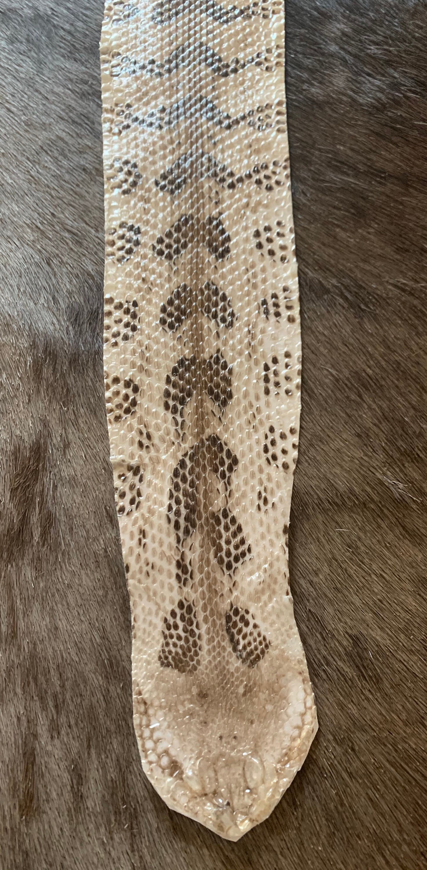 Canebrake Timber Rattlesnake Shed Articulation on Paper, Venomous ...