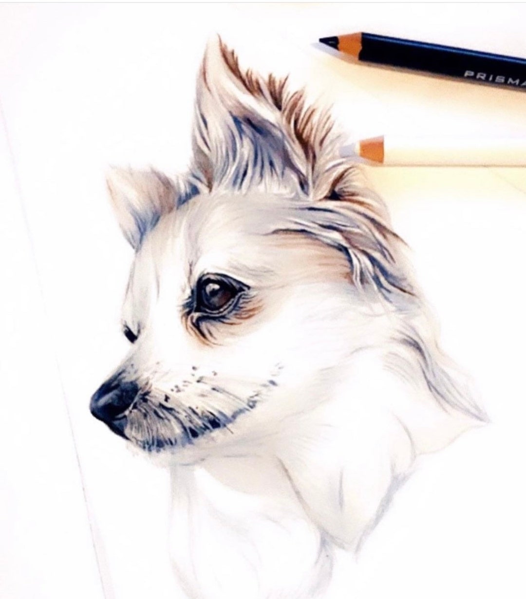 Custom Hand-drawn Pet Portraits - Etsy