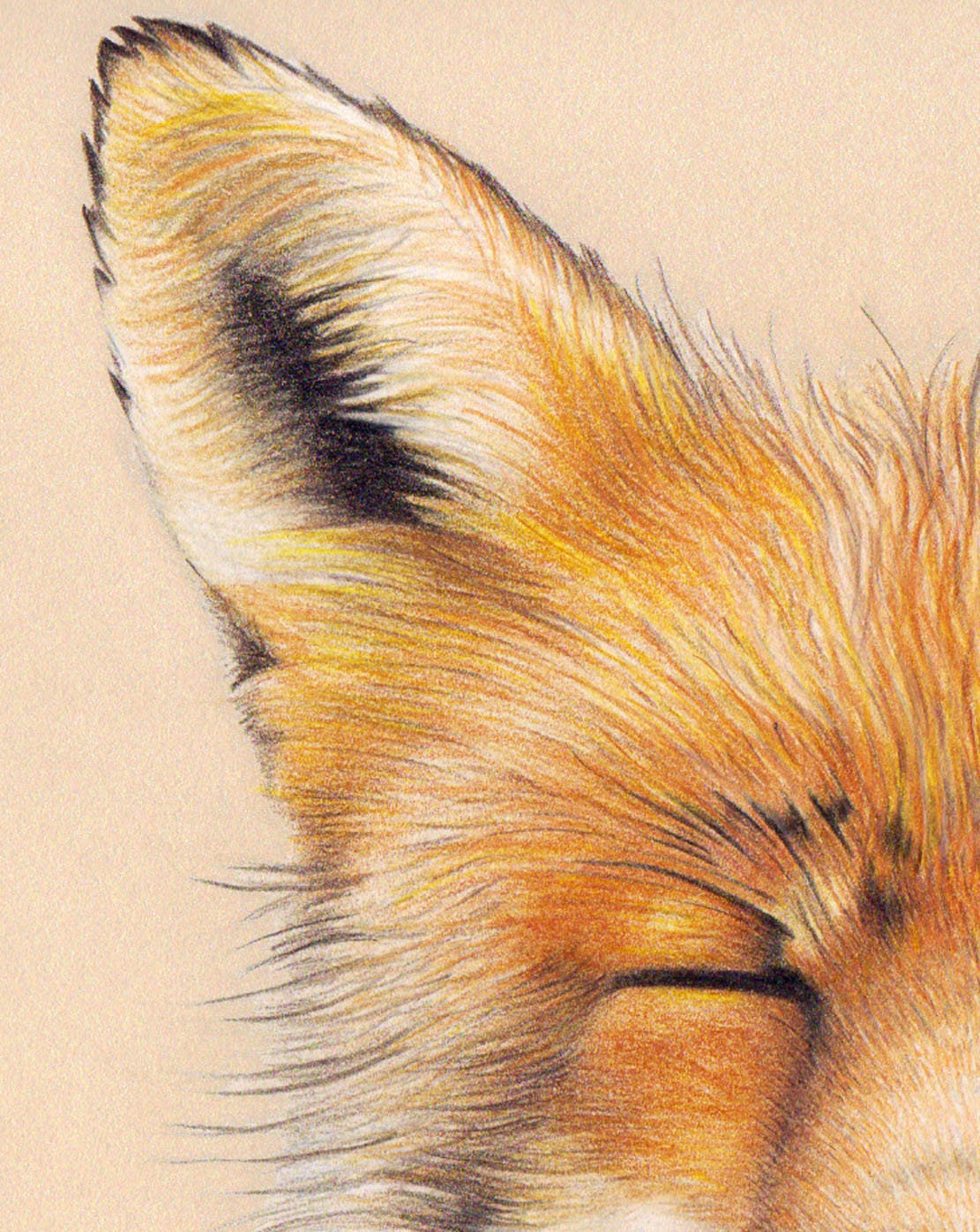 Cute Fox Art Print of My Original Drawing - Wall Art - Wildlife ...