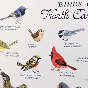 Birds of North Carolina Watercolor Field Guide // Birding Art ...