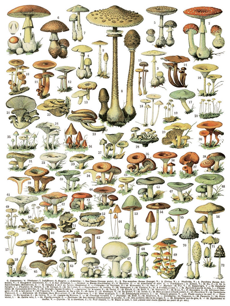 Millot's Pages IOD Transfer - Etsy