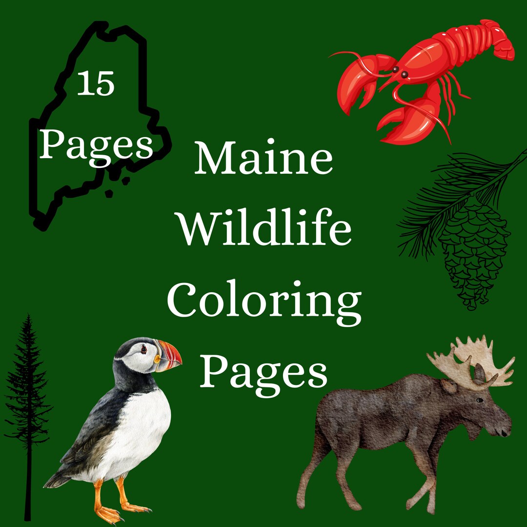 15 Maine Wildlife Coloring Pages Downloadable PDF for Ages 3+ - Etsy