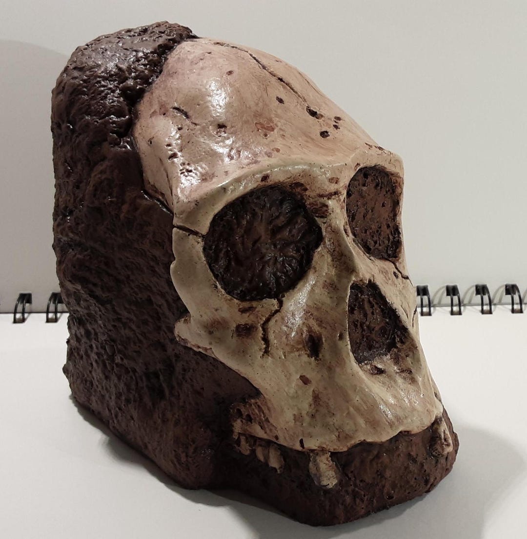 Taung Child Skull Replica (hand Sculpted and Cast) - Etsy