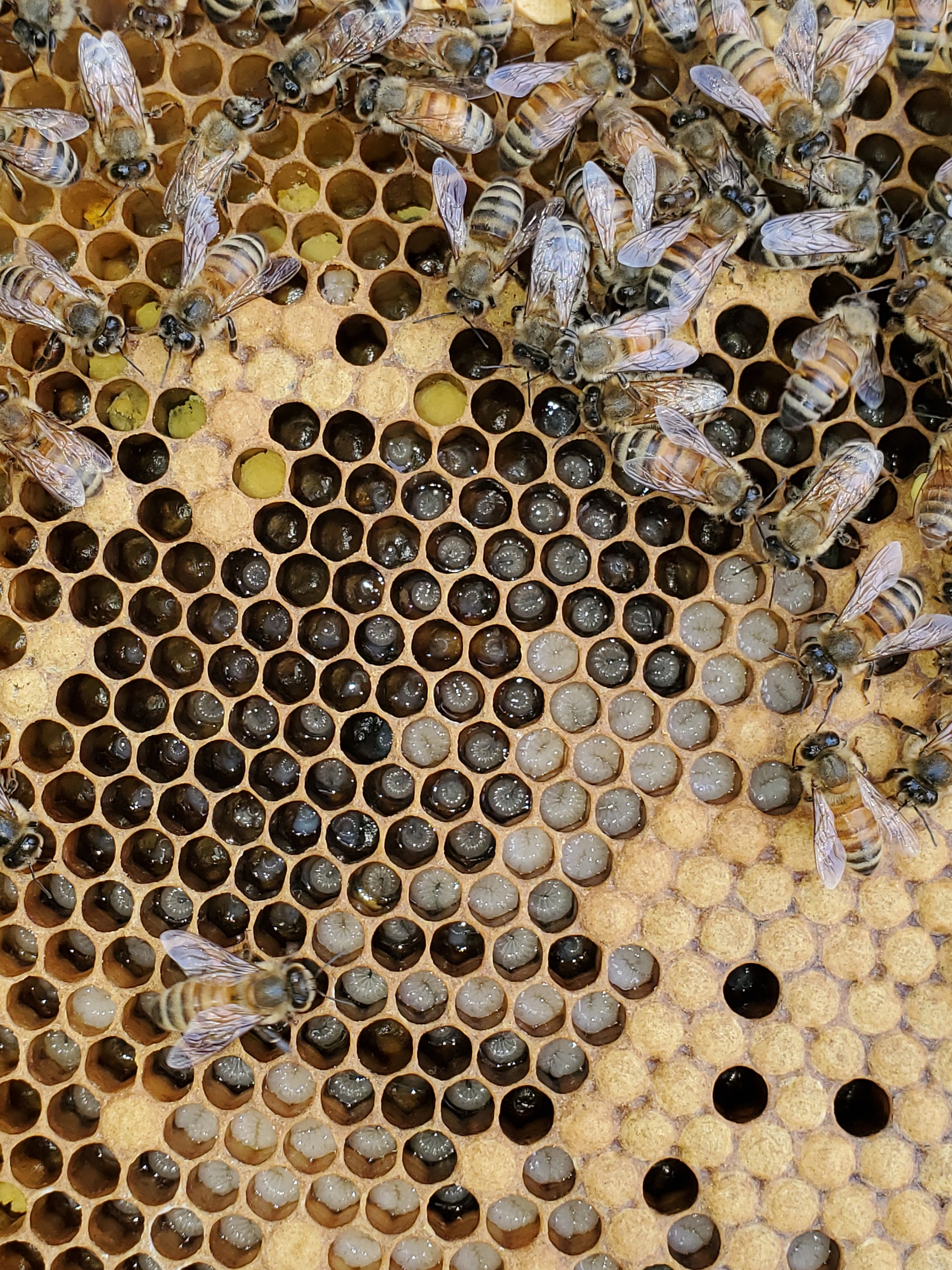 Beehive Honeycomb - Etsy