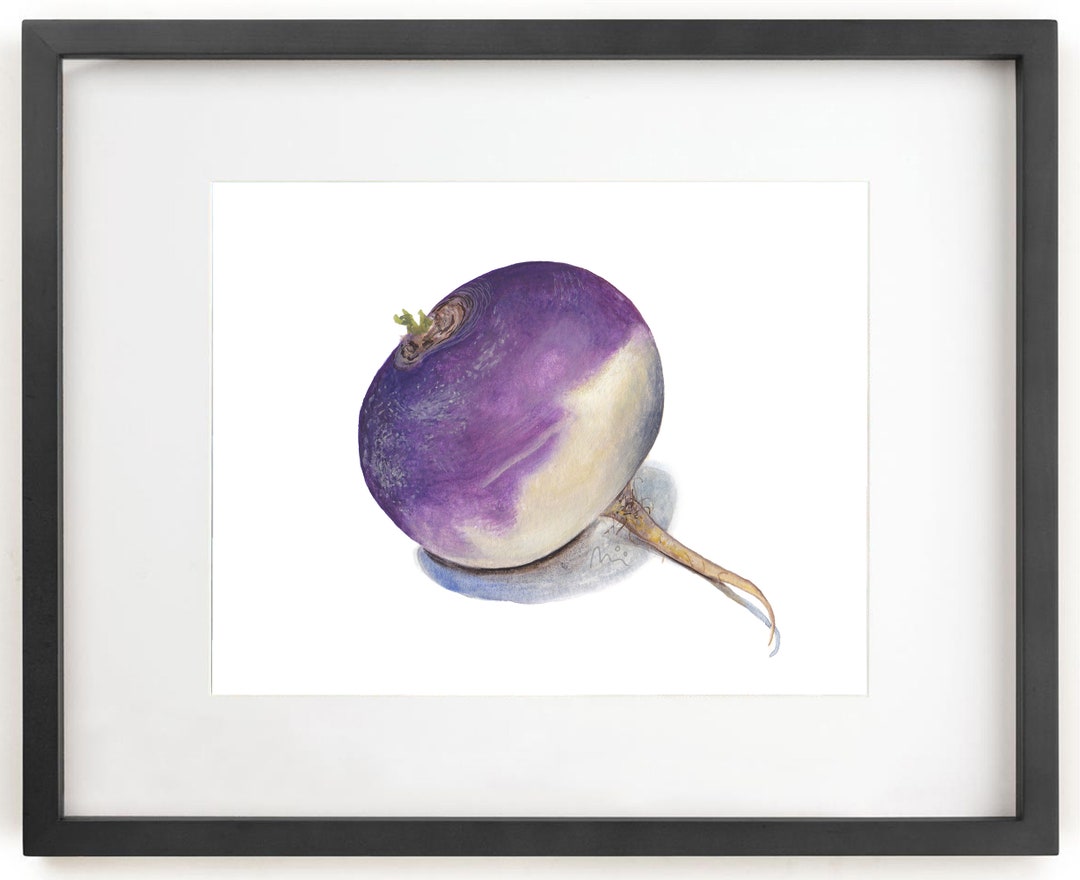 Purple Turnip Giclée Print: Realistic Kitchen Wall Art - Etsy