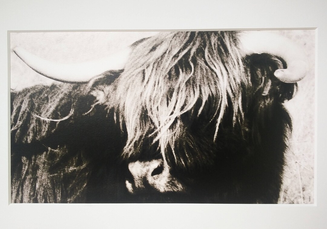 Original Photograph of Highland Cattle, Foam Board Backed, White Mat - Etsy