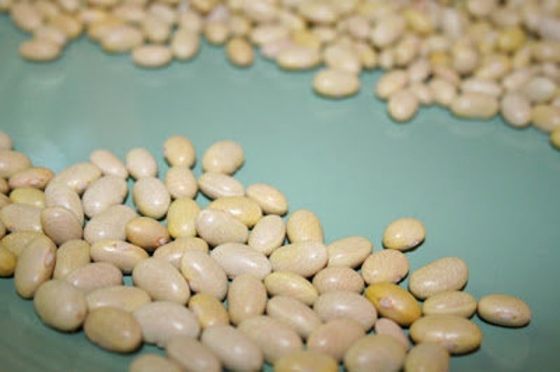 Heirloom Organic Mayo Coba Beans Mayocoba US Seller 50-300 SEEDS USPS ...
