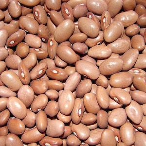 Heirloom Organic Pink Rose Beans US Seller 50-300 SEEDS USPS Shipping ...