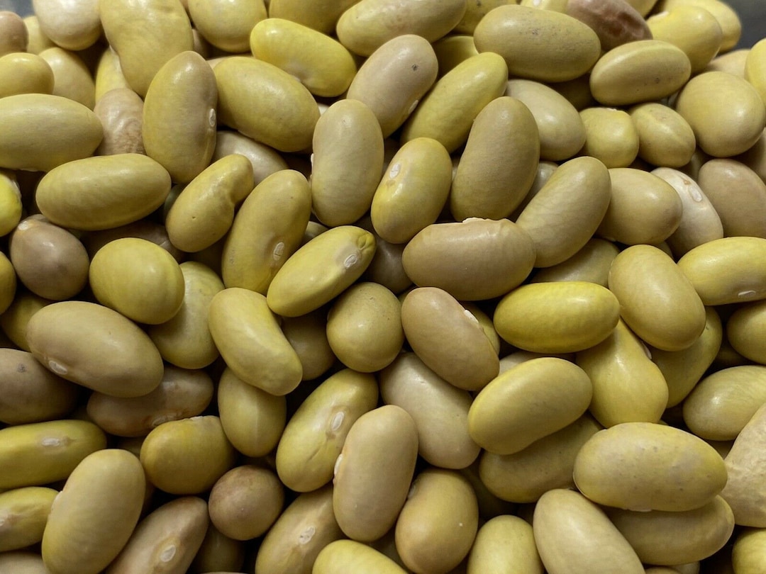 Heirloom Organic Mayo Coba Beans Mayocoba US Seller 50-300 SEEDS USPS ...