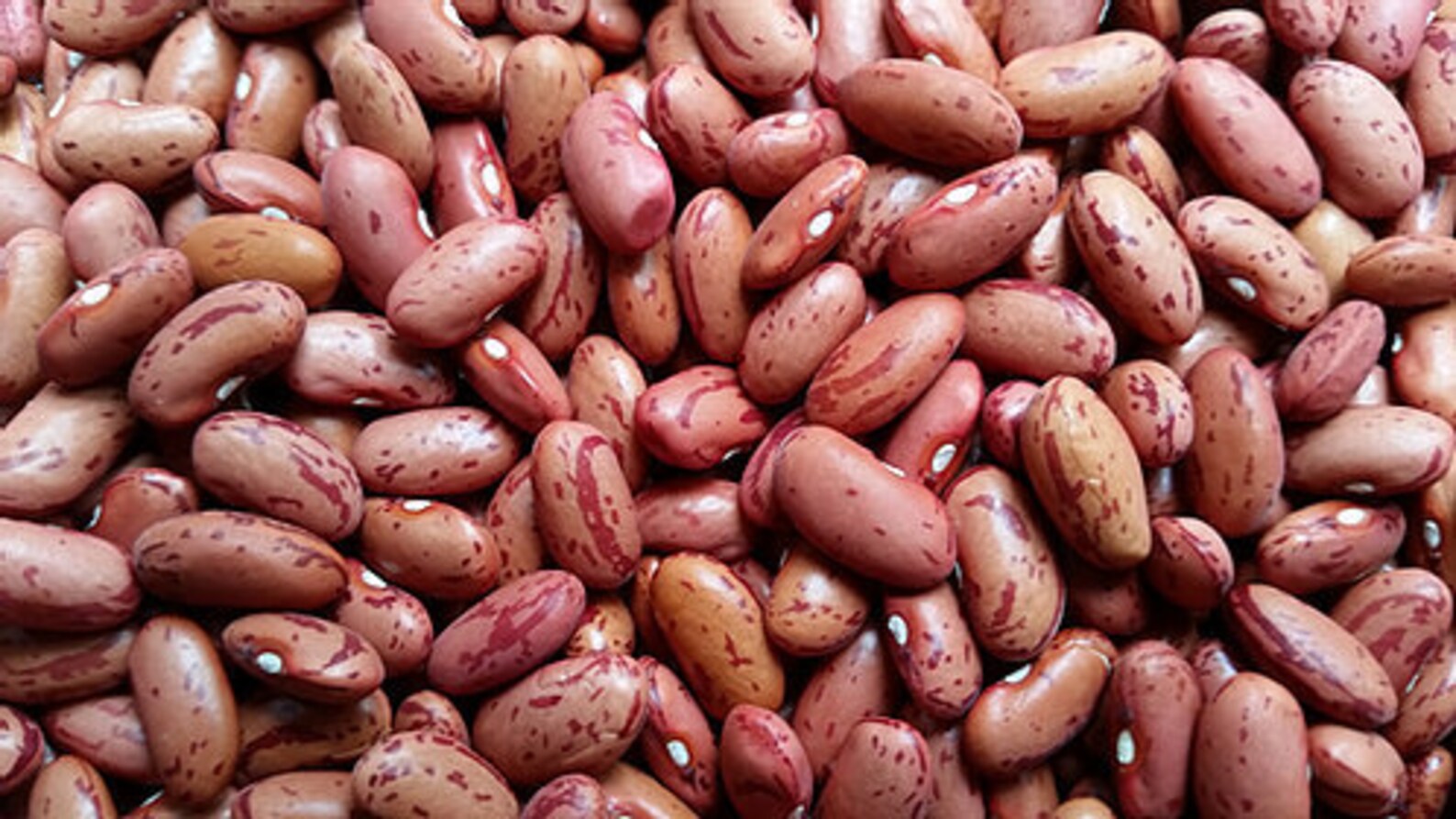 Heirloom Organic Pink Rose Beans US Seller 50-300 SEEDS USPS Shipping ...