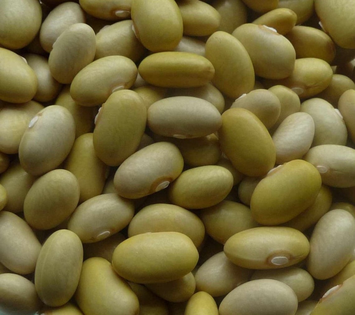 Heirloom Organic Mayo Coba Beans Mayocoba US Seller 50-300 SEEDS USPS ...