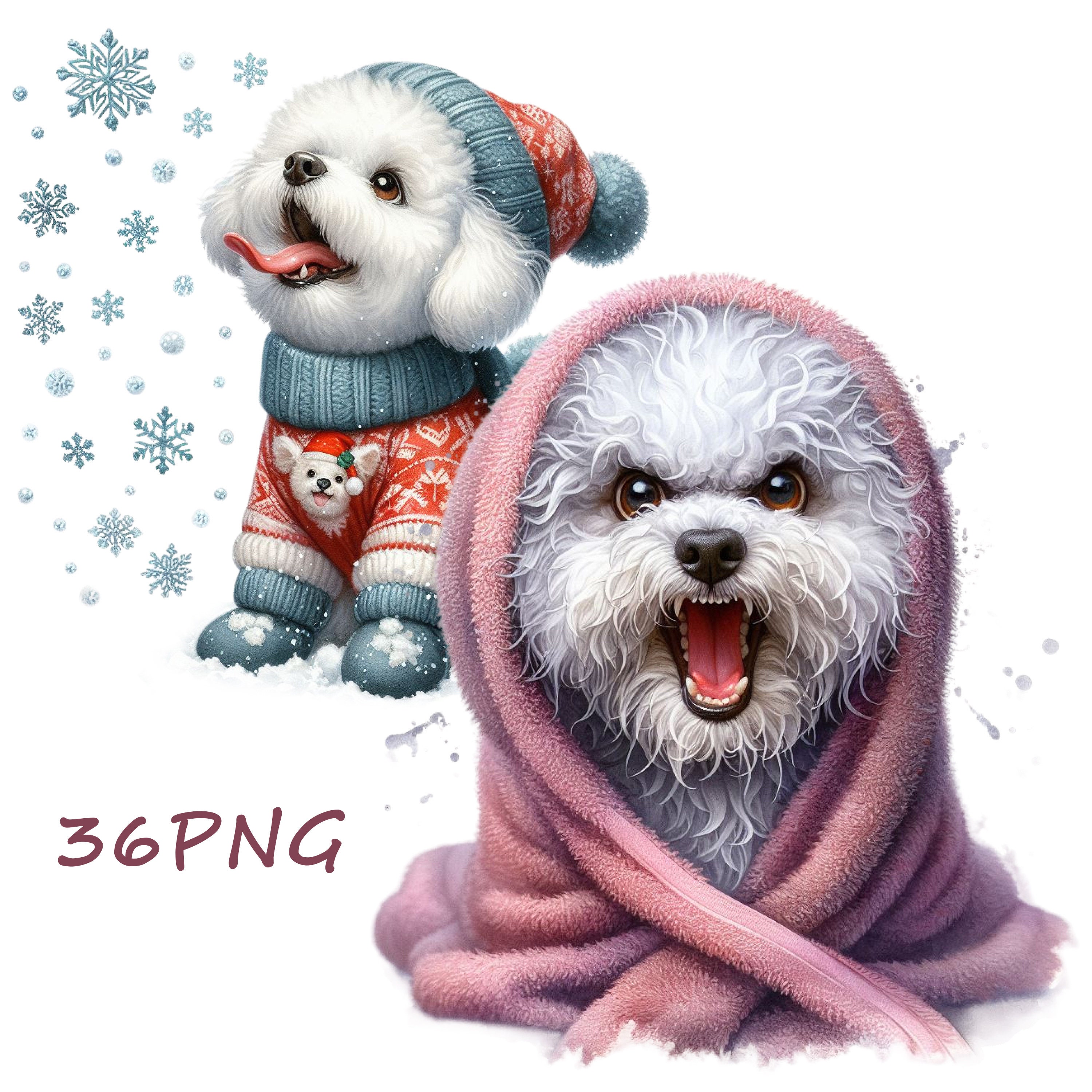 Bichon Frize Images, Unusual Charm, for Your Creative Pursuits ...