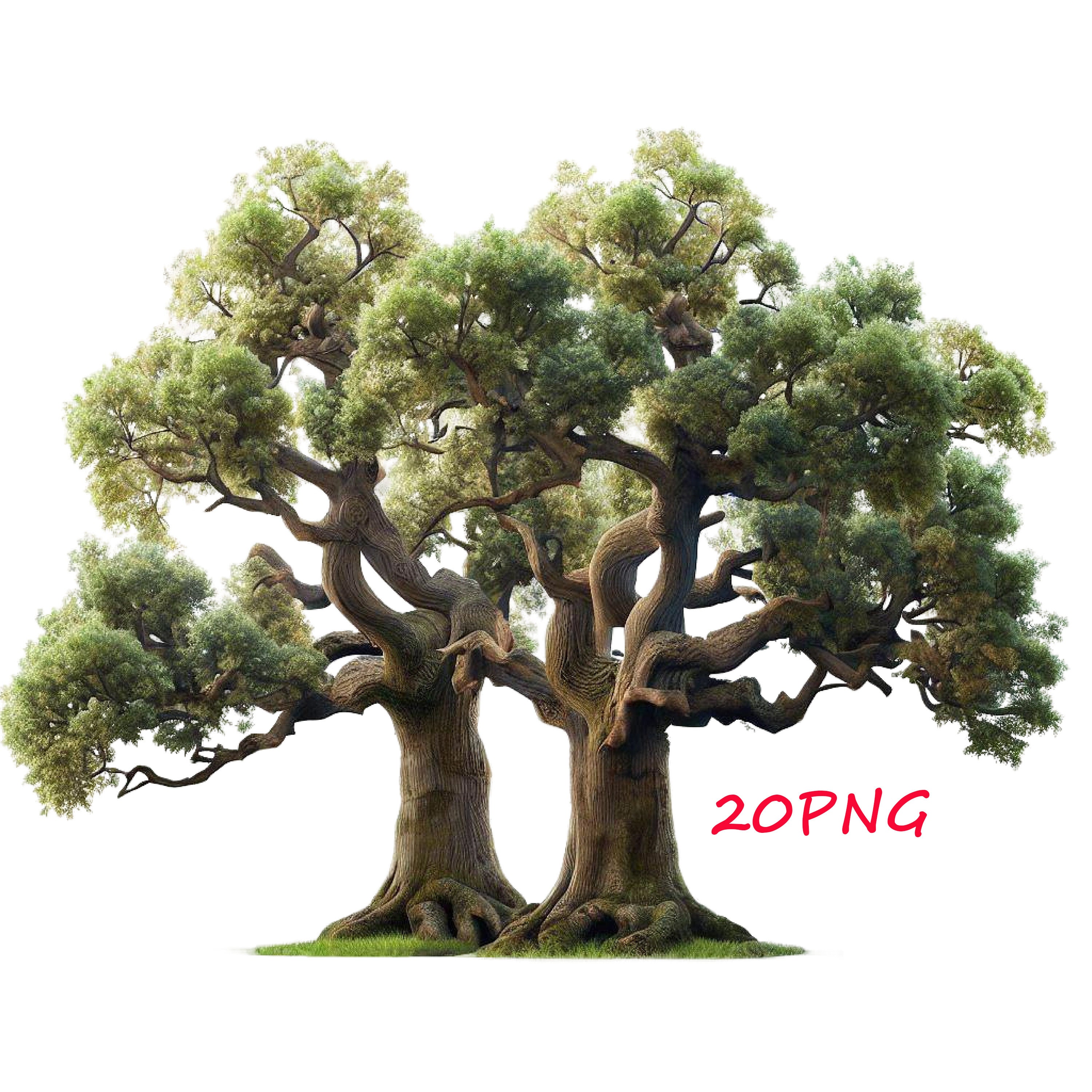 Seasonal Tree Drawings: Discover Nature's Beauty Depicted - Etsy