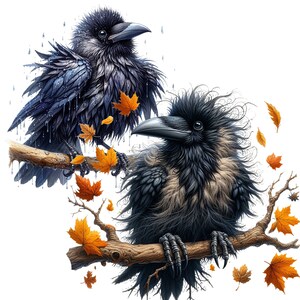 Images of Funny Raven, Images for Your Creative Activities, for ...