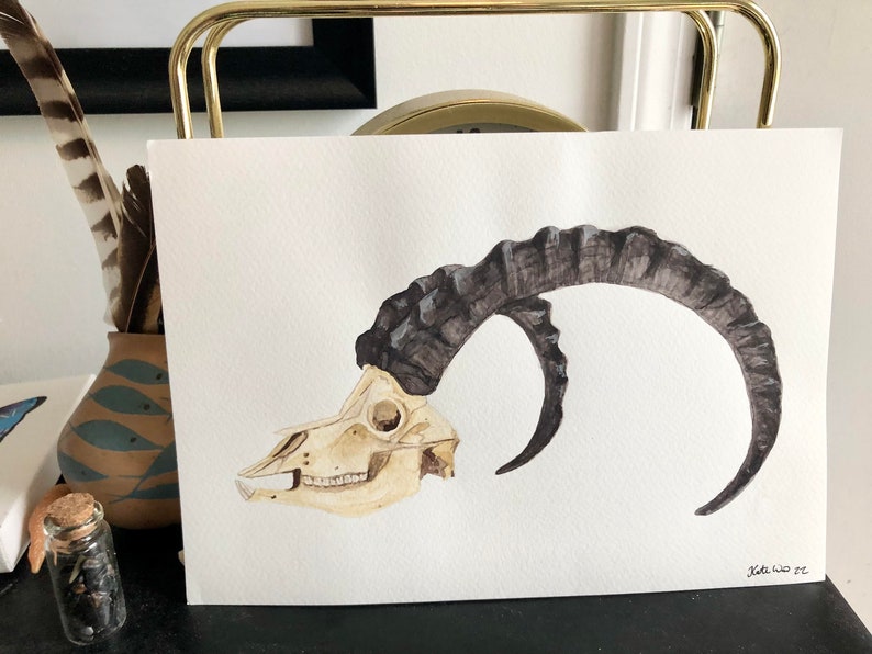 7 X 10 Siberian Ibex Skull - Etsy