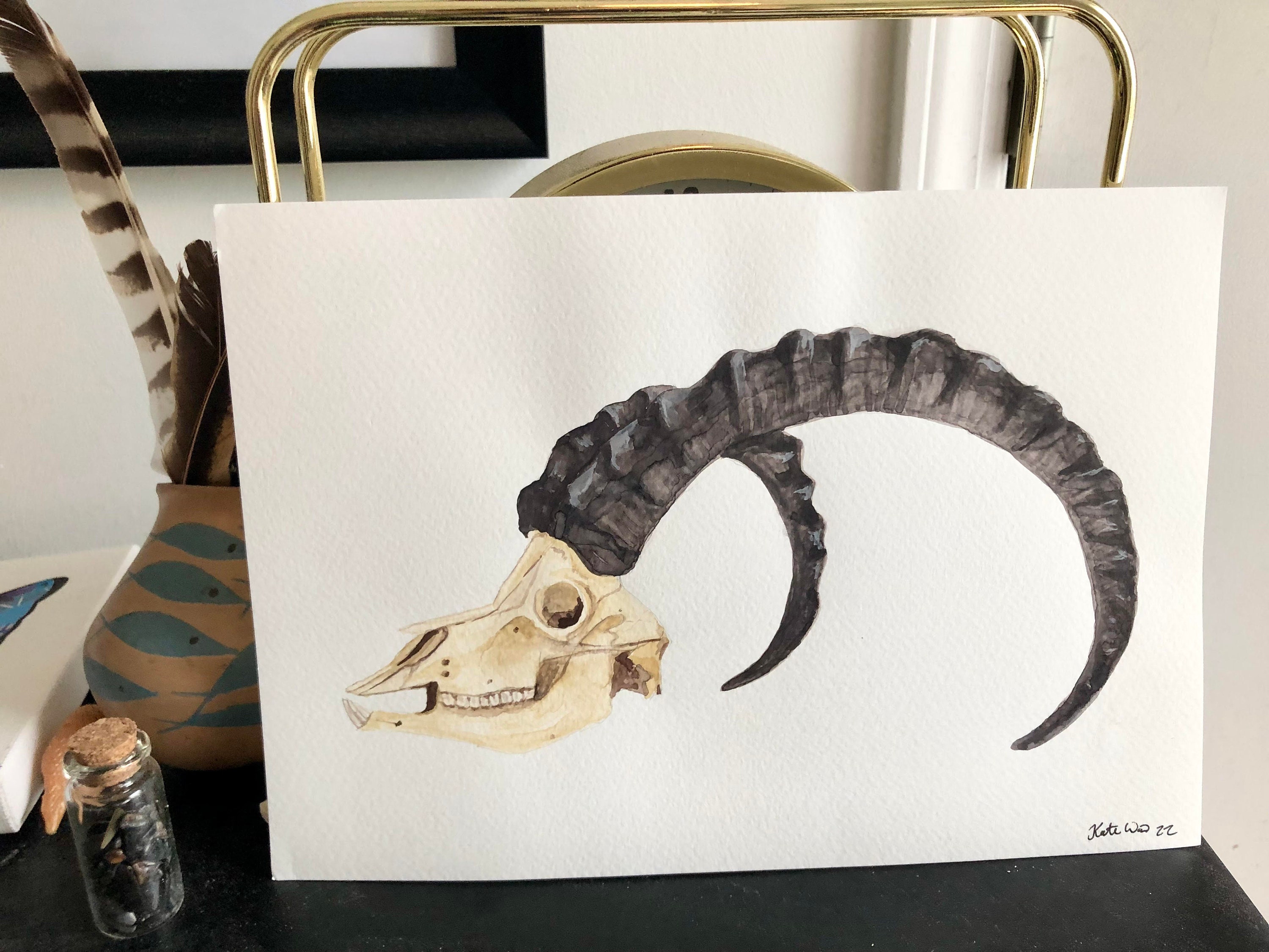 7 X 10 Siberian Ibex Skull - Etsy