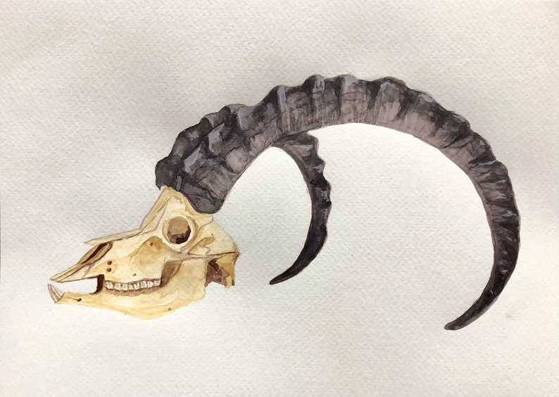 7 X 10 Siberian Ibex Skull - Etsy