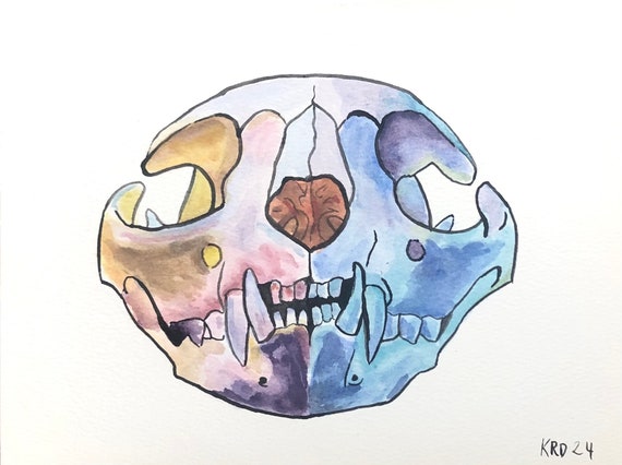 Illustration De Crâne De Chat