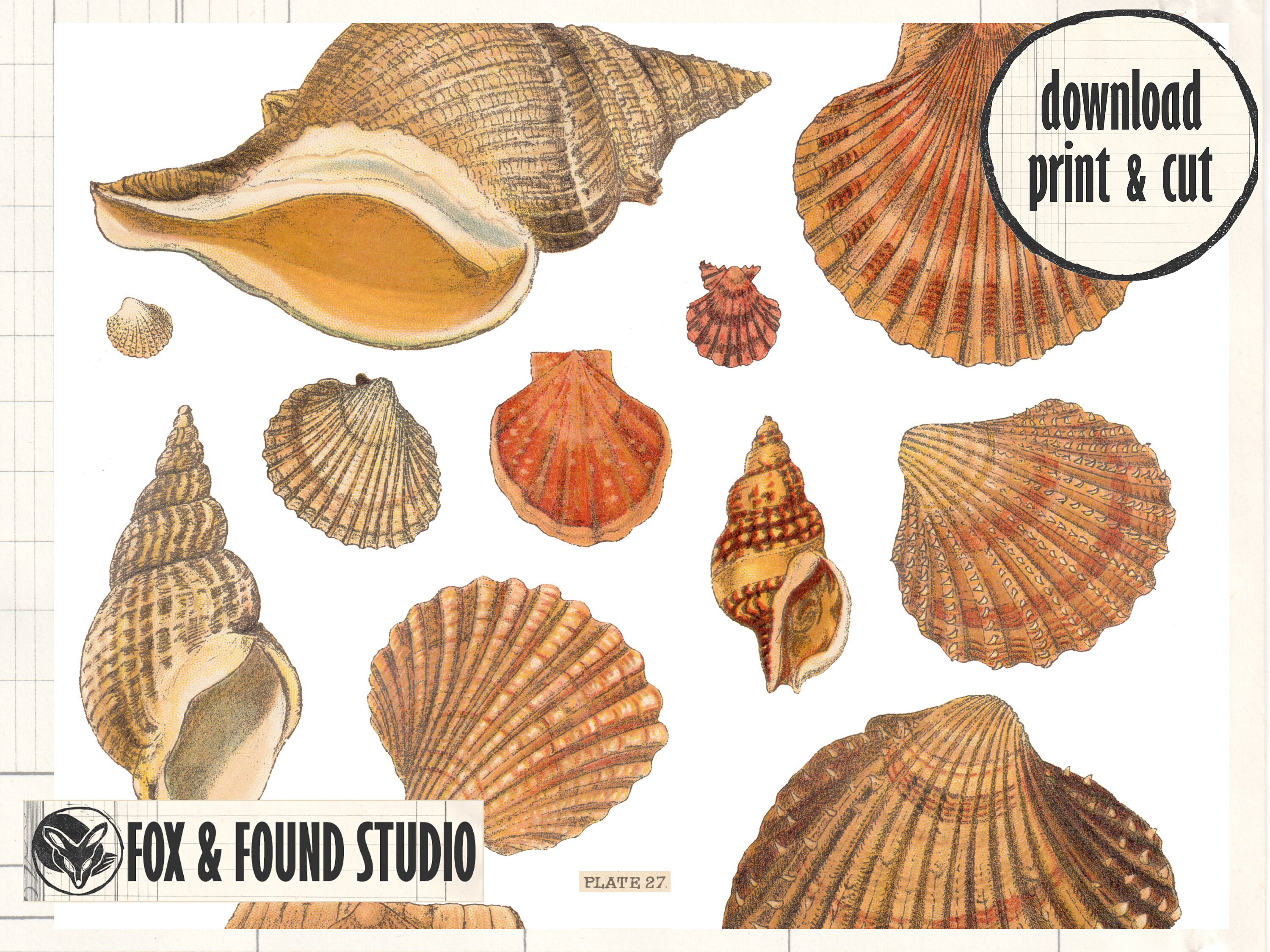 Shellfish Identification Chart | ces-cl.edu.br