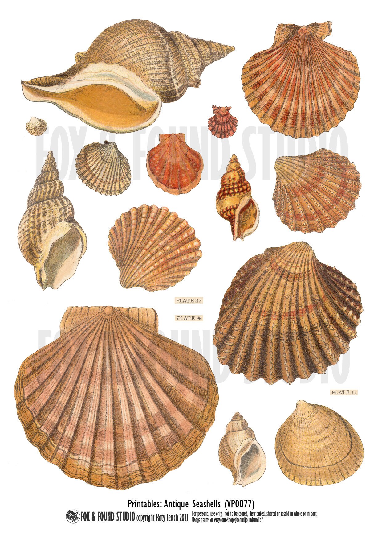 Antique Seashell Illustrations Printable Ephemera, Digital Download, A4 ...