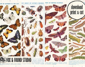 Bugs Bugs Bugs Digital Download Ephemera. Insects - Etsy