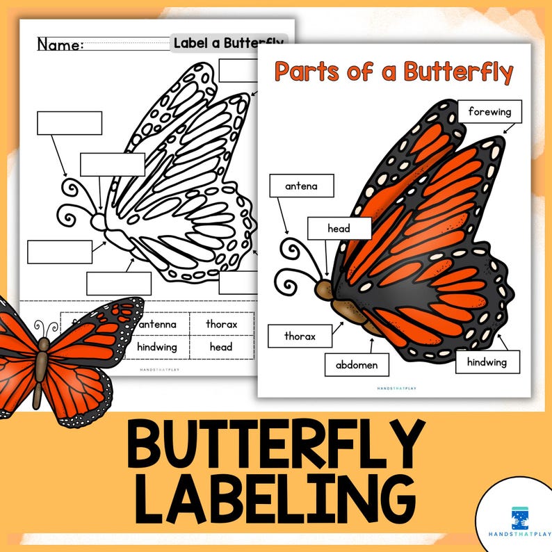 Butterfly Science - Label Parts of a Butterfly Diagram - Etsy