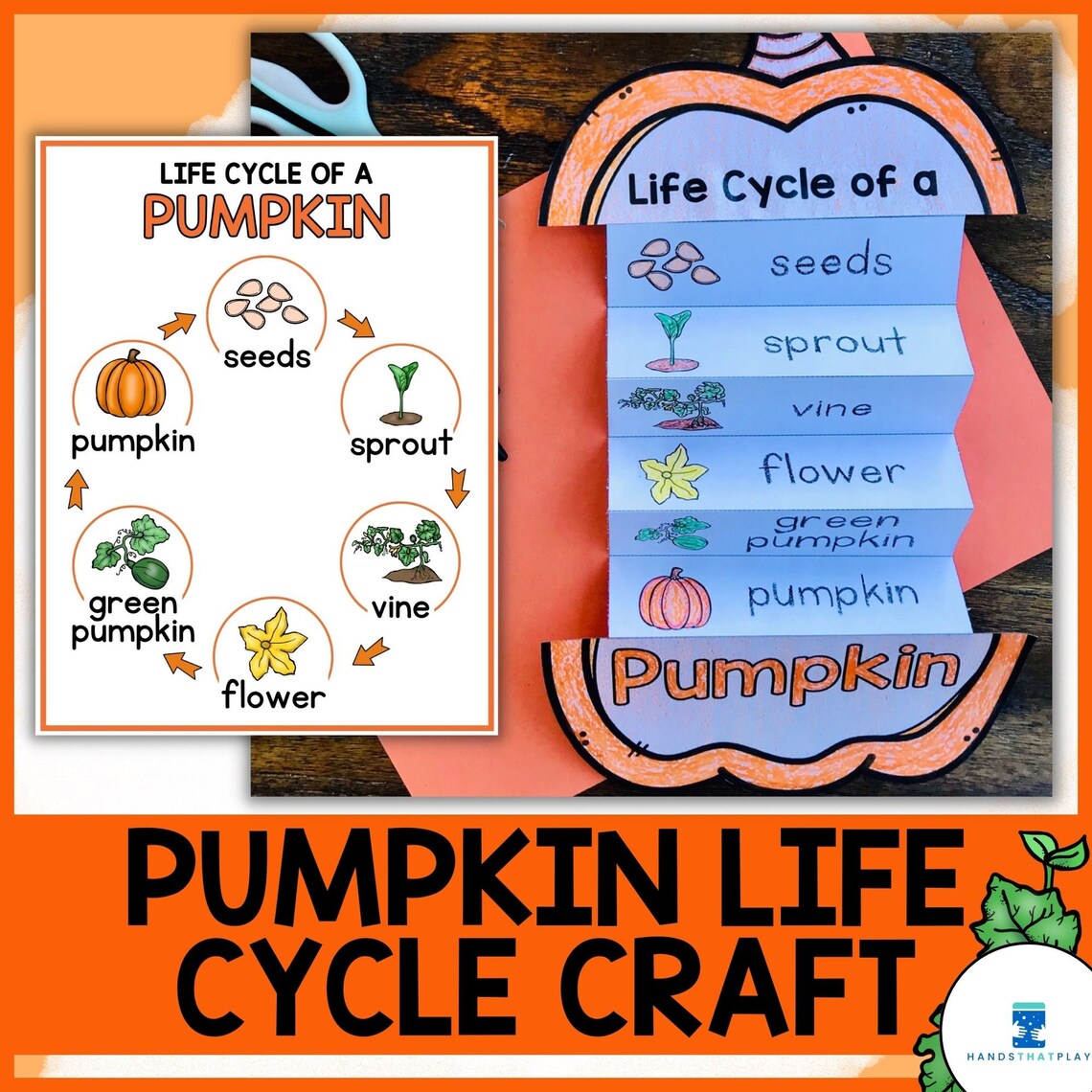 Pumpkin Life Cycle | Life Cycle of a Pumpkin | All About Pumpkins ...