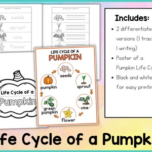 Pumpkin Life Cycle | Life Cycle of a Pumpkin | All About Pumpkins ...