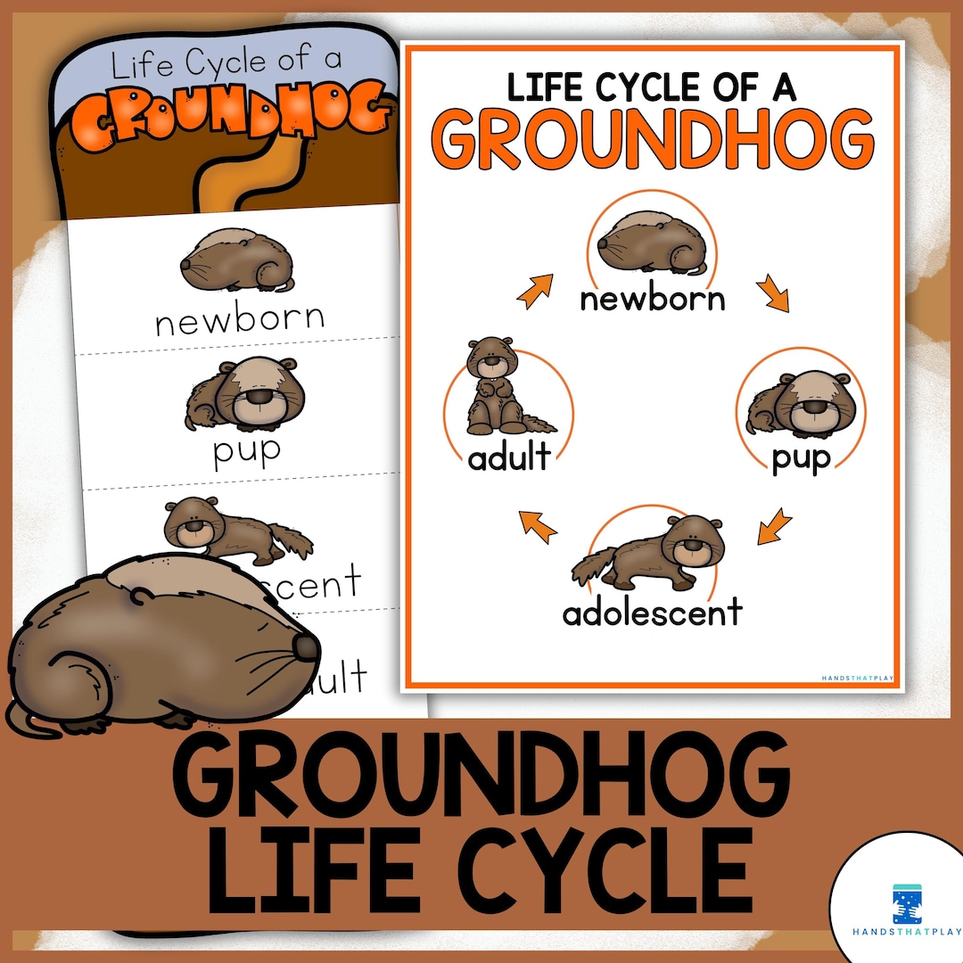 Groundhog Life Cycle | Life Cycle of a Groundhog | Craft - Etsy