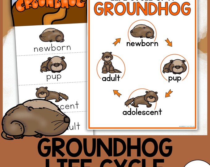 Groundhog Life Cycle Activity Pack – Fun and Educational Resource for ...