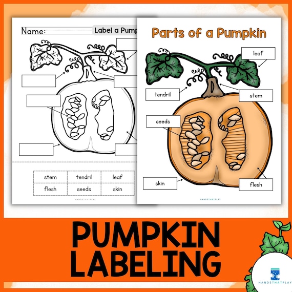 Label Parts Of A Pumpkin Parts Of A Pumpkin Activities Labeling