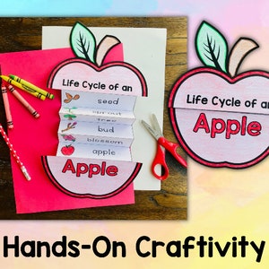 Apple Life Cycle Craft Activity: Printable Learning Activity - Etsy
