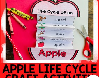 Apple Life Cycle Interactive Apple Life Cycle Craft Life Cycle of an ...
