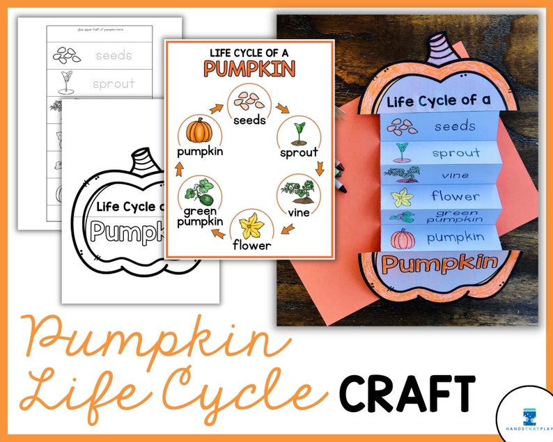 Pumpkin Life Cycle Life Cycle of a Pumpkin All About - Etsy