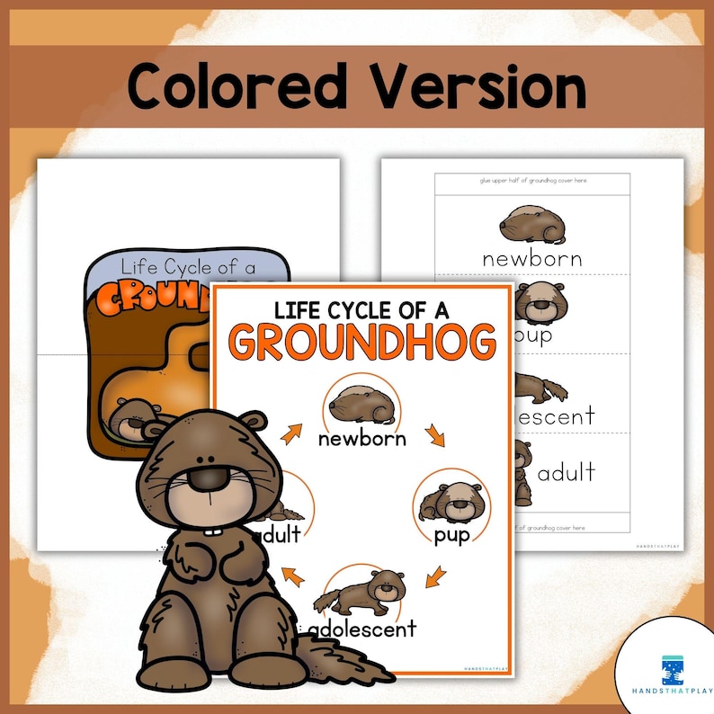 Groundhog Life Cycle | Life Cycle of a Groundhog | Craft - Etsy