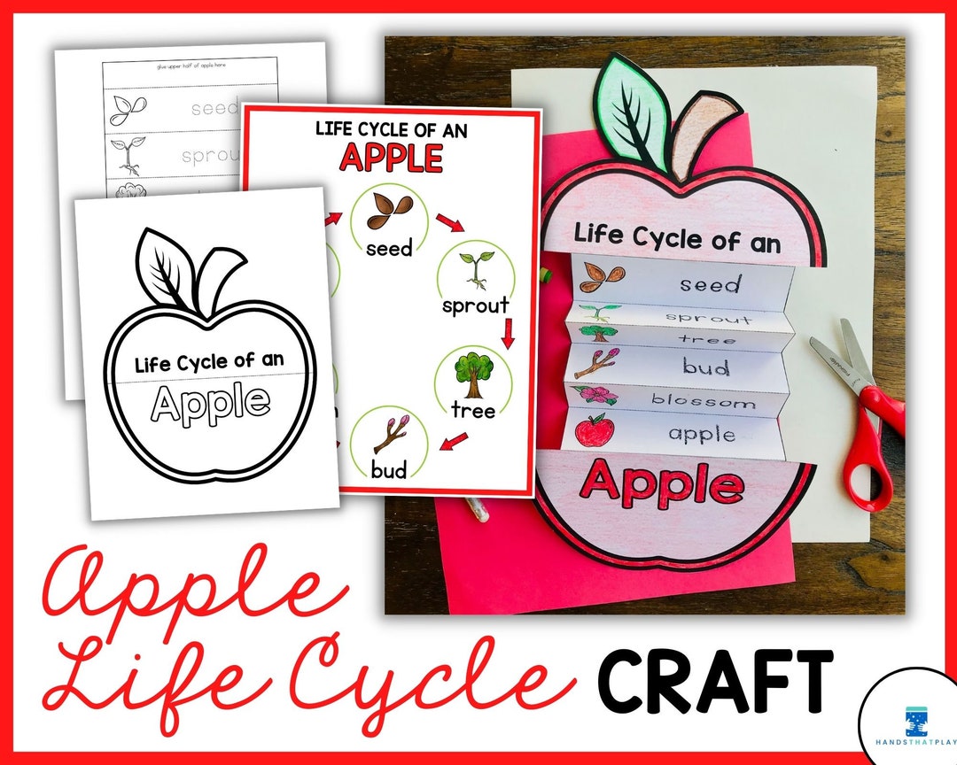 Apple Life Cycle Life Cycle of an Apple All About Apples - Etsy