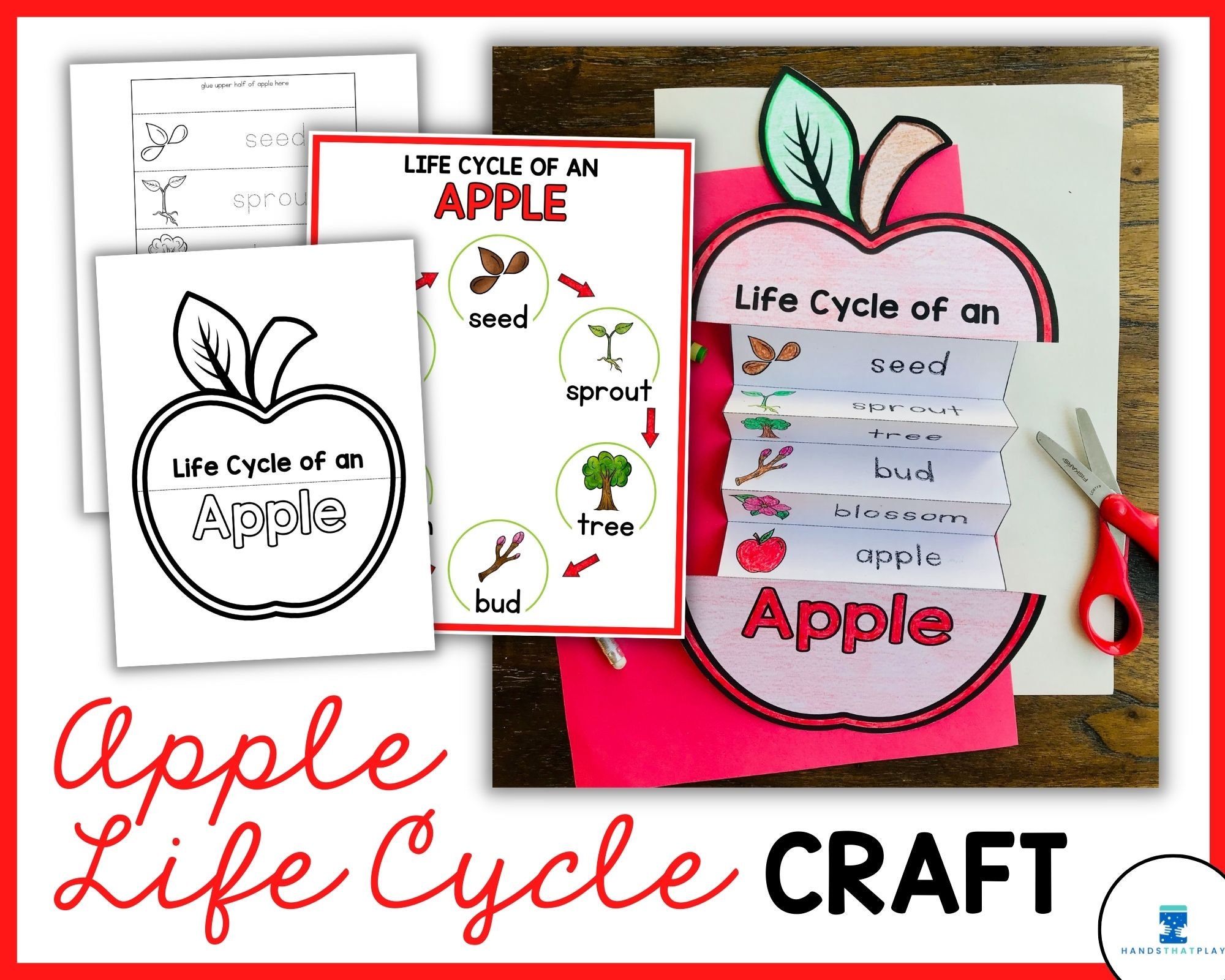 Apple Life Cycle Life Cycle of an Apple All About Apples - Etsy Australia