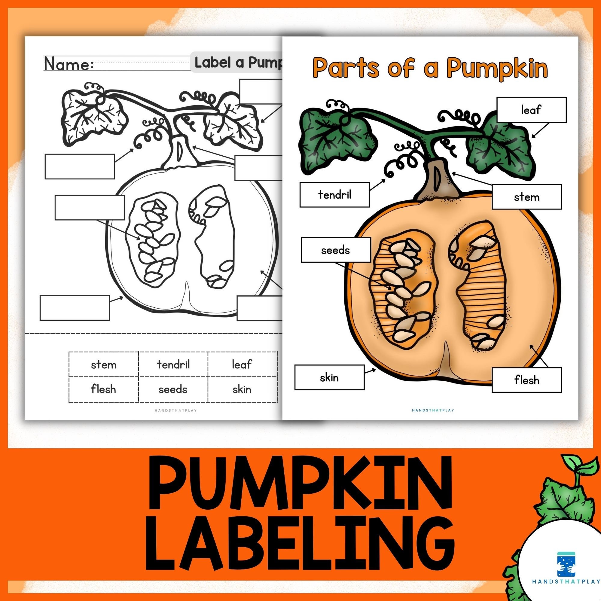 Pumpkin Science Unit Study | All About Pumpkins | Science, Math ...