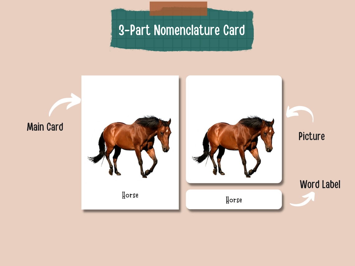 Domestic Animals Flashcards With Real Pictures, Farm Animals Cards ...