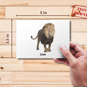Wild Animal Real Pictures Flashcards, Safari Animals Cards ...