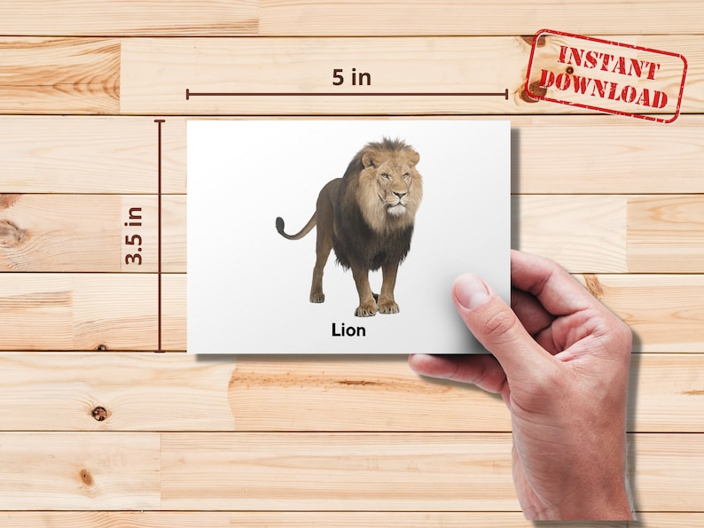 Wild Animal Real Pictures Flashcards, Safari Animals Cards ...