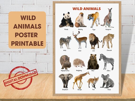 WILD Animals Poster With Real Pictures Animal Portrait Print - Etsy