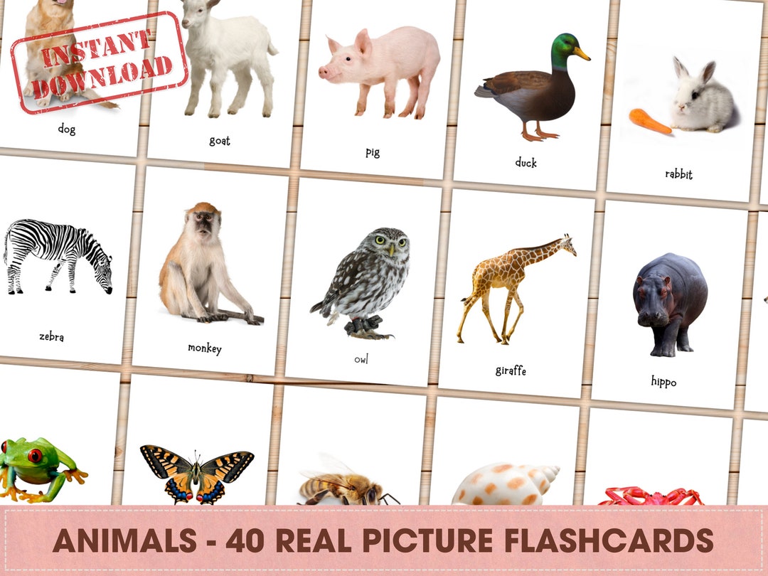 ANIMALS Real Pictures Montessori Flashcards Printable Doman - Etsy