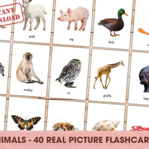 ANIMALS Real Pictures, Montessori Flashcards Printable, Doman ...