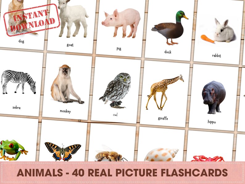 ANIMALS Real Pictures, Montessori Flashcards Printable, Doman ...