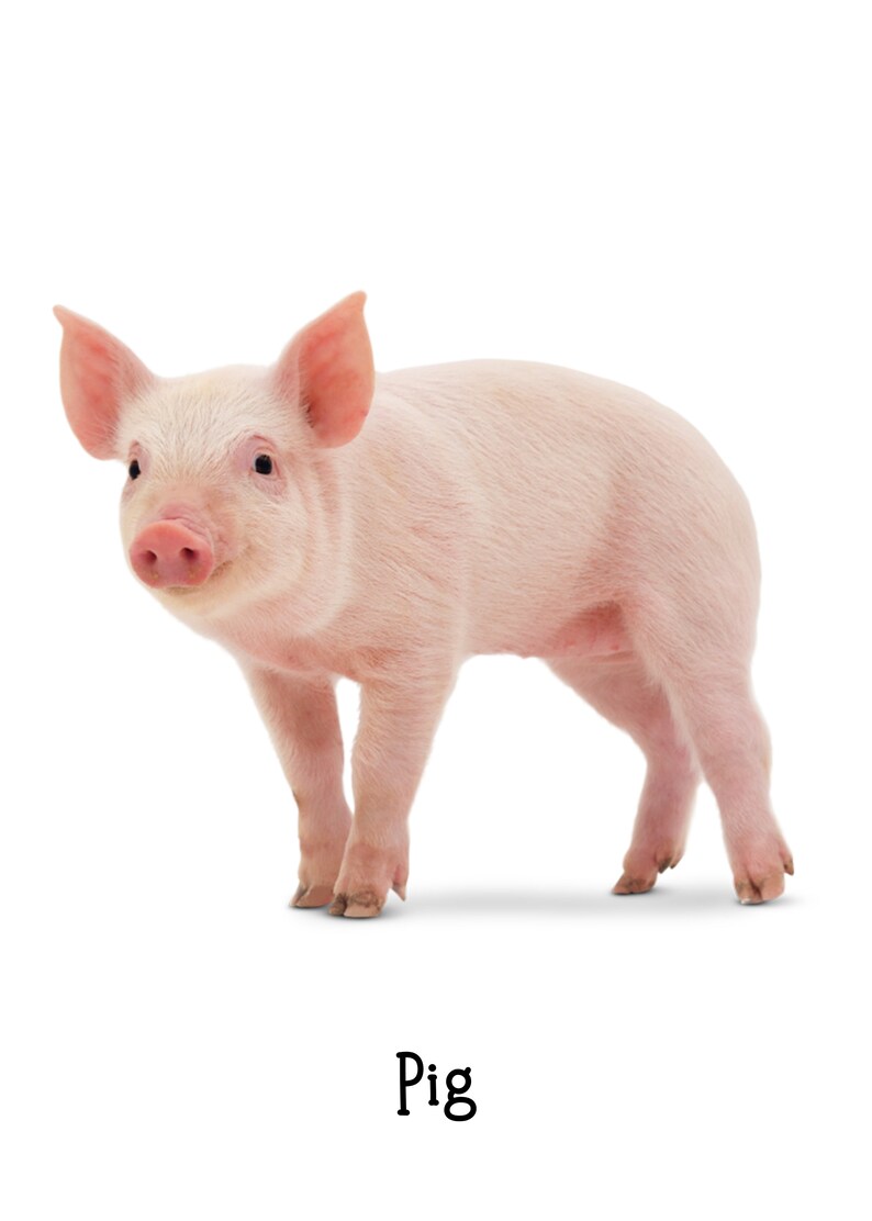 Domestic Animals Flashcards With Real Pictures, Farm Animals Cards ...