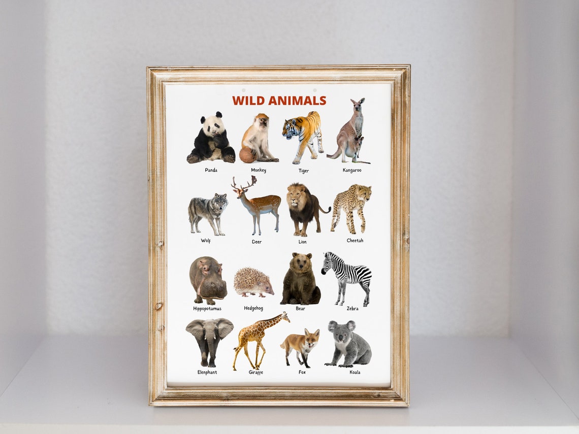 WILD Animals Poster With Real Pictures, Animal Portrait Print ...