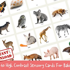 ANIMALS Real Pictures Montessori Flashcards Printable Doman | Etsy